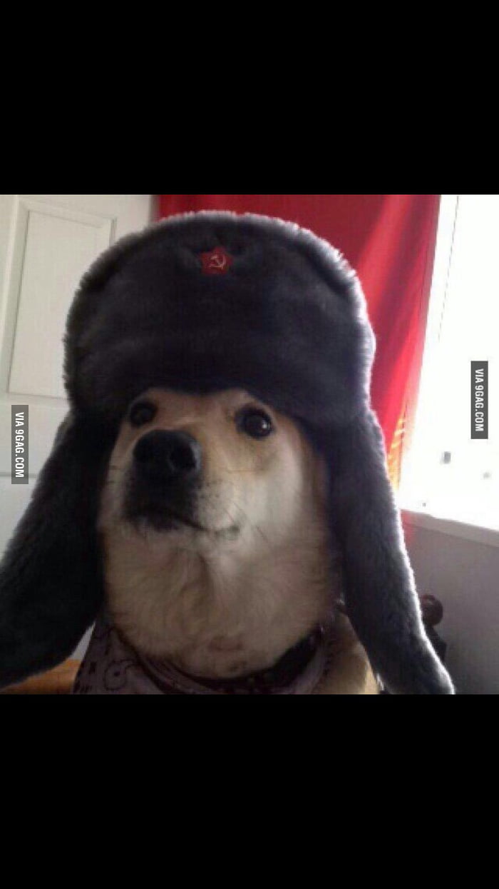 Soviet Dog - 9GAG