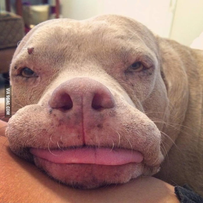 This is Nana the earless Pit Bull - 9GAG