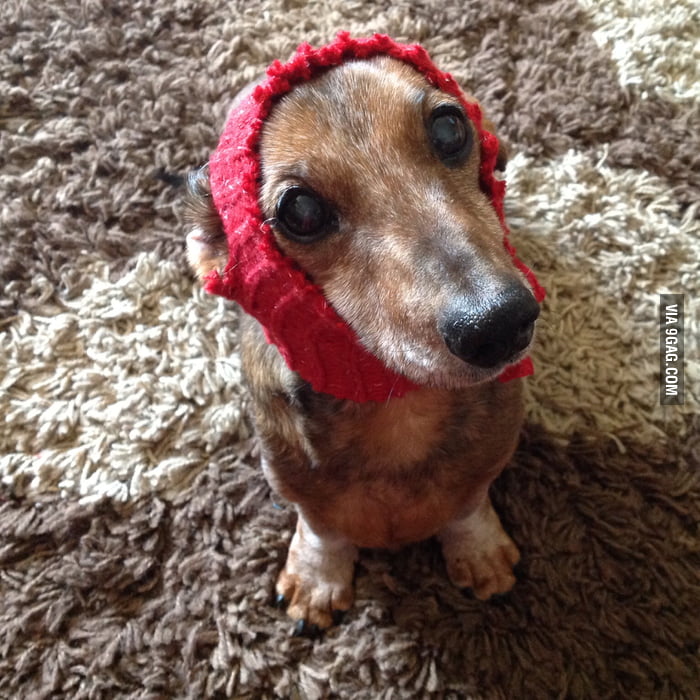 Dilly has to wear a bonnet to help his ear infection - 9GAG