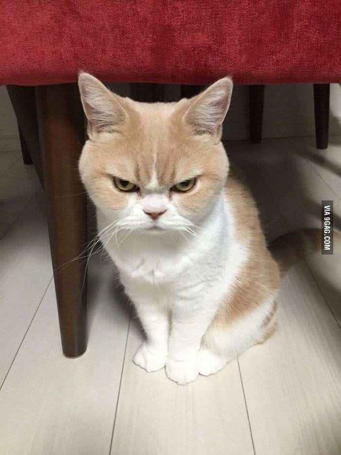 This cat is definitely sick of your shit hooman - 9GAG