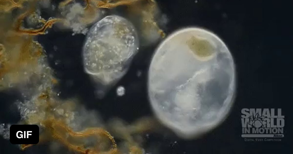 Microscopic predator - 9GAG