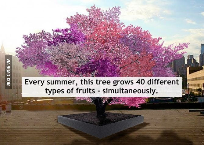 What an amazing tree - 9GAG