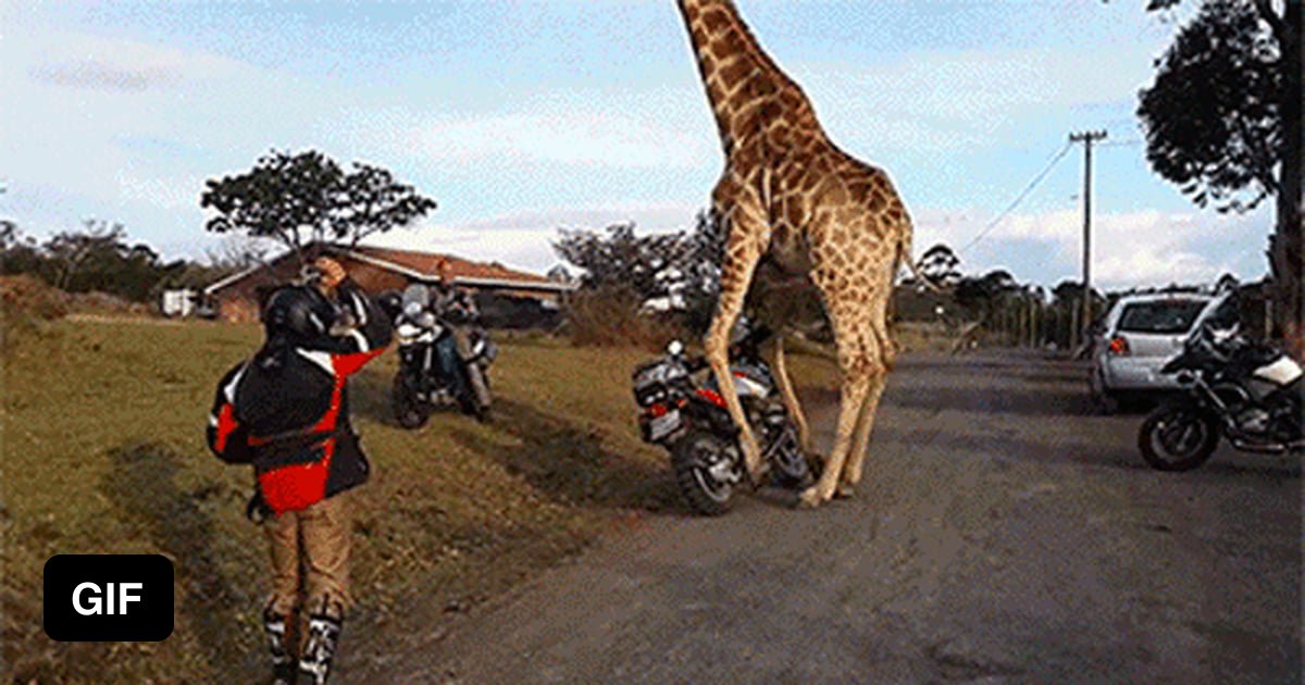 Giraffe on motorcycle - 9GAG