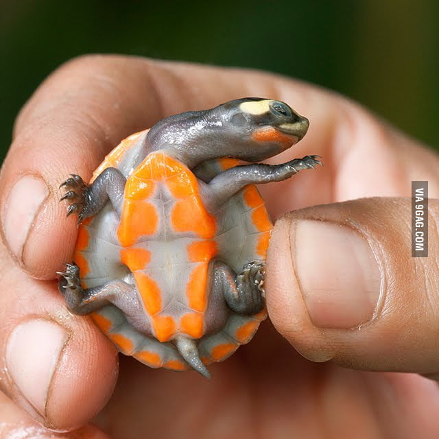 Gorgeous baby turtle with bright orange tummy and shell - 9GAG