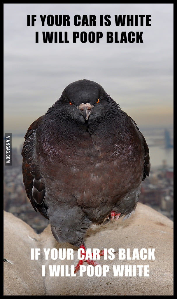 Bad ass pigeons be like - 9GAG