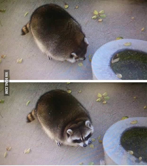 Look at this fat racoon - 9GAG