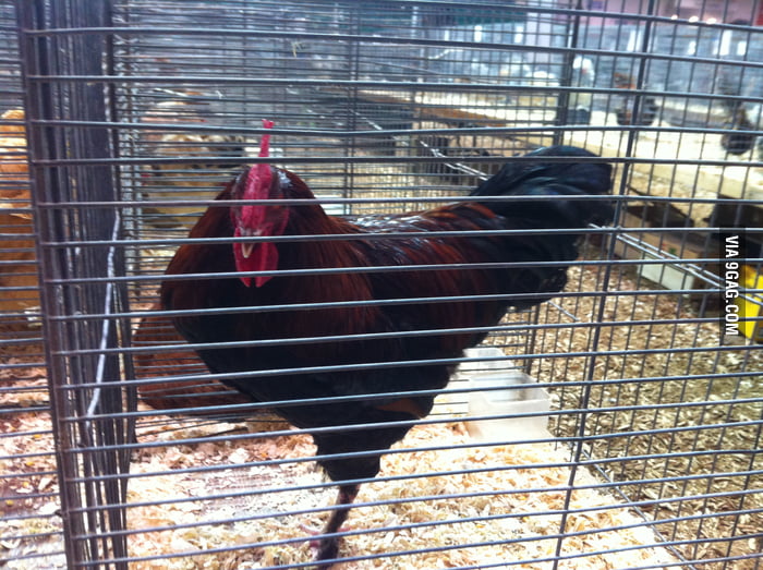 So I saw this one-legged rooster. SO BADASS - 9GAG