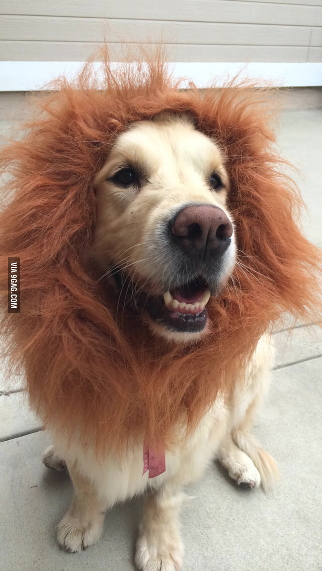 Had to put this baby girl down today. I'll miss you smiley Riley. - 9GAG