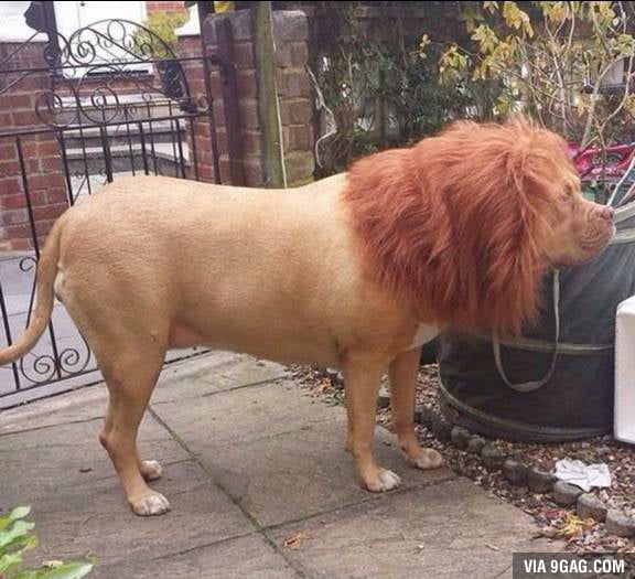 How a good wig can completely transform the one who wears it. - 9GAG