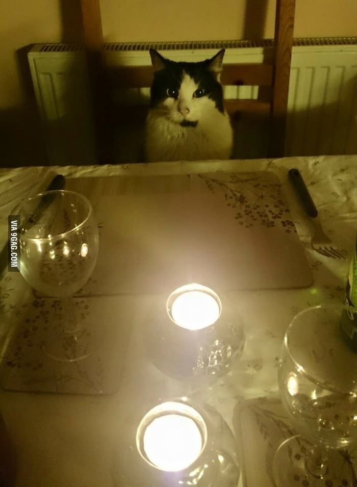 A Romantic dinner with my cat - 9GAG
