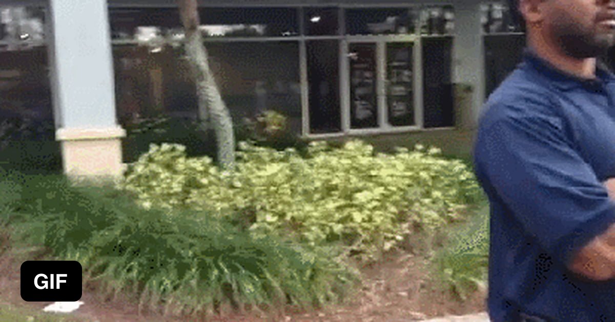 Distracting the security guard - 9GAG