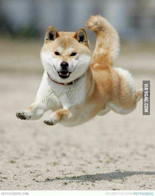 Doge fly, doge happy, so wow much fun - 9GAG