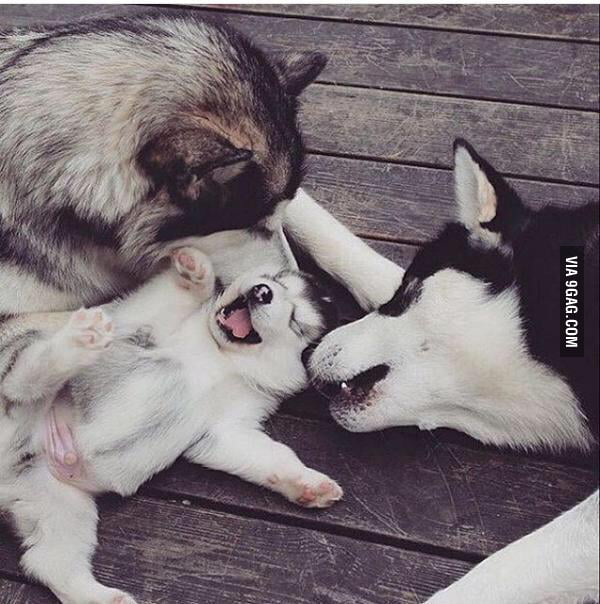 Super cute husky family - 9GAG
