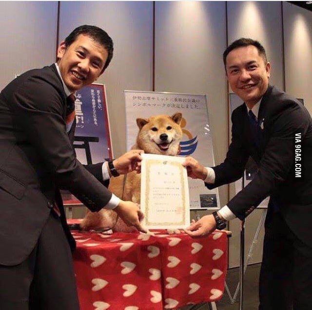 This doge got an award for being a doge - 9GAG