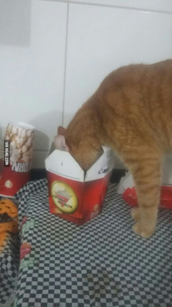 Cat loves chinese food - 9GAG