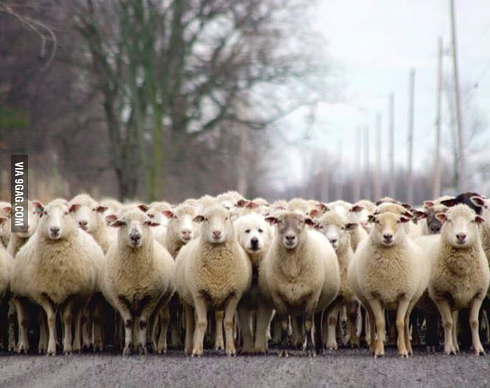 Day 27 : They still think I'm a sheep - 9GAG
