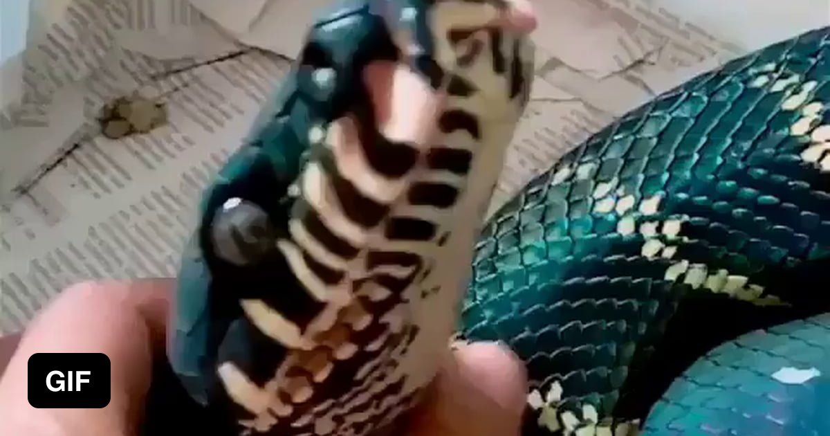 Beautiful Boelen’s python - 9GAG