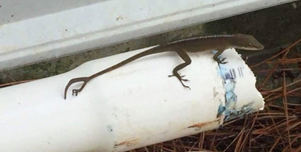 This lizard shed its tail and grew a new one to replace the old: but ...