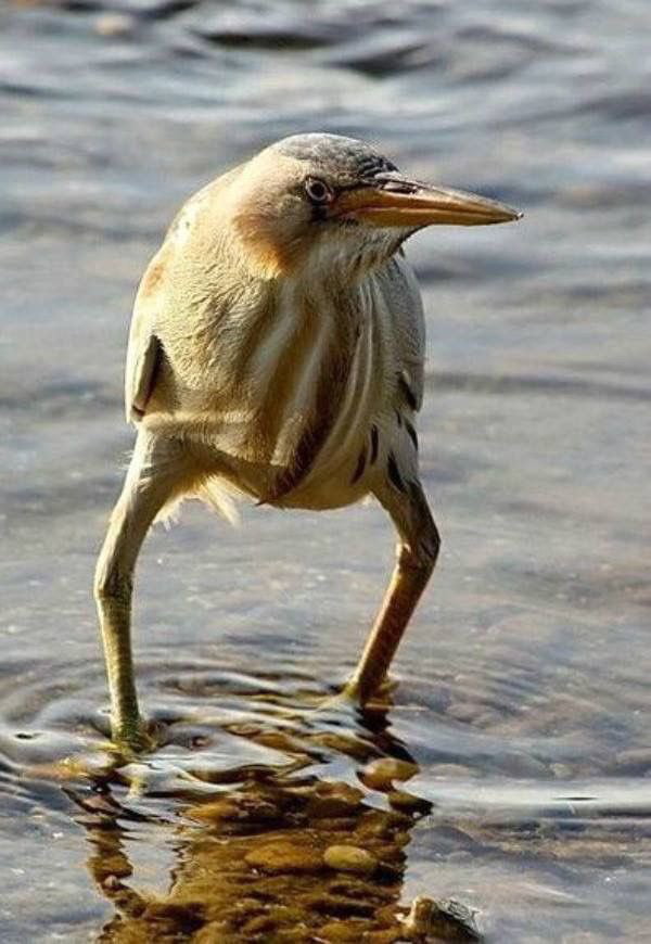 Bow-legged bird - 9GAG