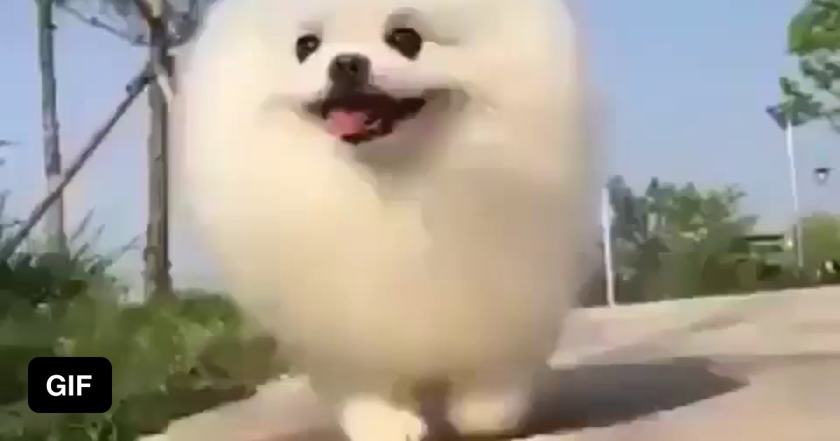 Lightning fast pupper - 9GAG