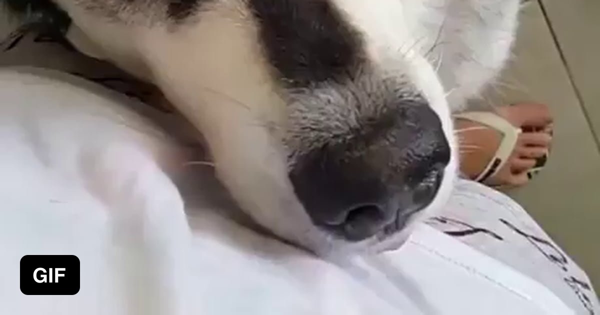 Alaskan Wolf Pupper - 9GAG