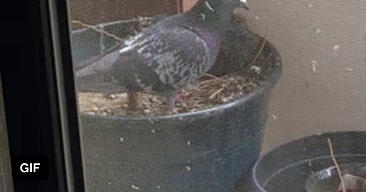 Porch pigeons! - 9GAG