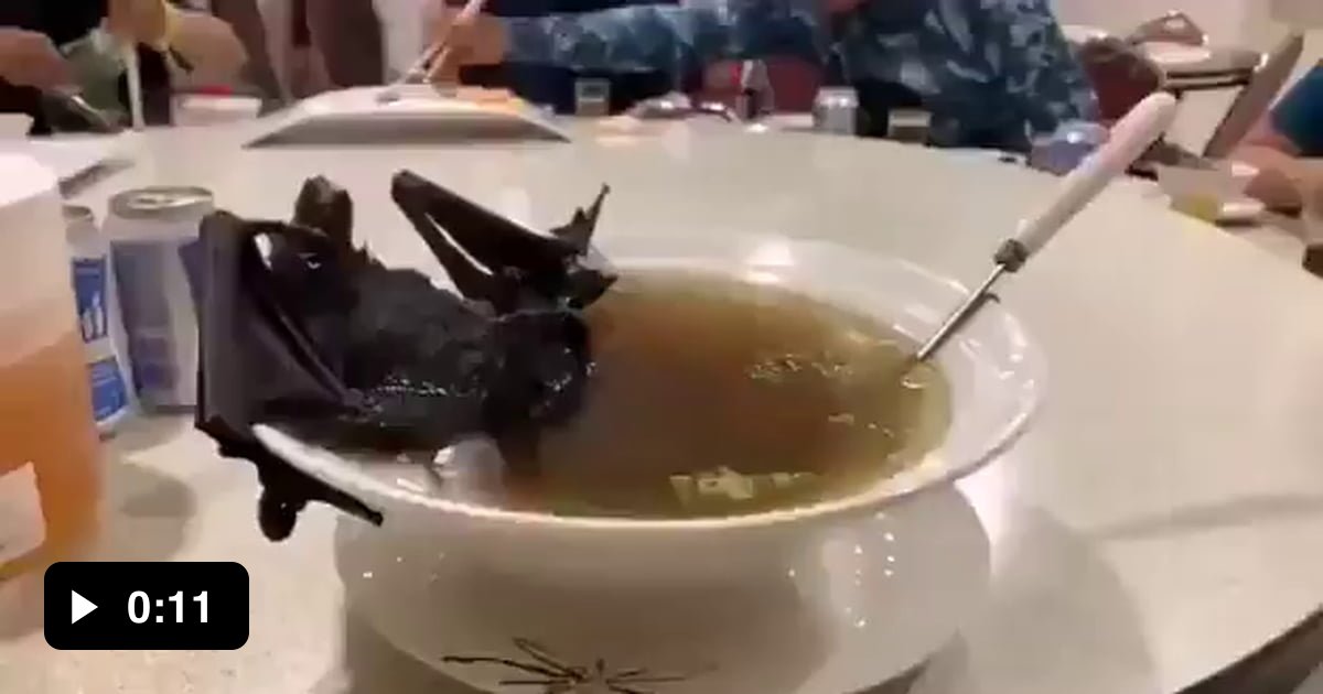 Apparently bats get an erection when cooked - 9GAG