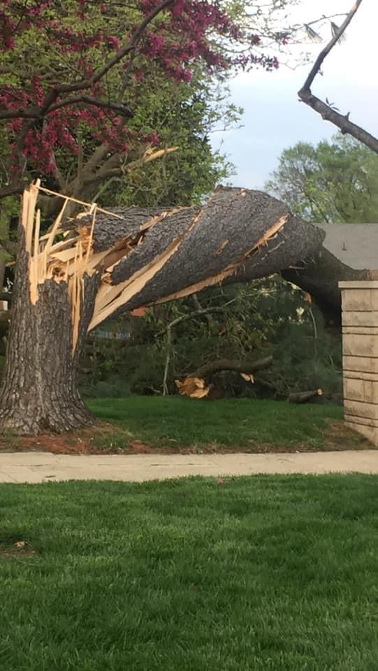 A Tornado twisted this tree so hard it broke. - 9GAG