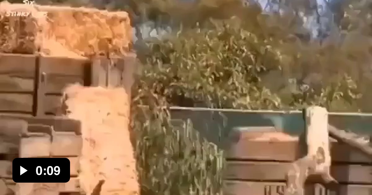 They are evolving guys. - 9GAG