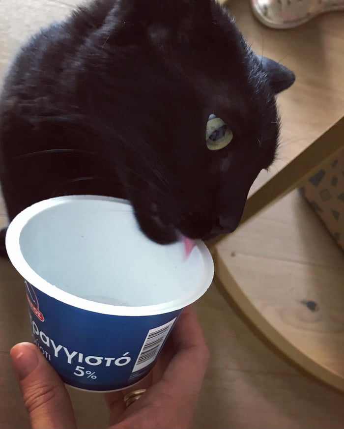 Panthiras is enjoying some greek yogurt. - 9GAG