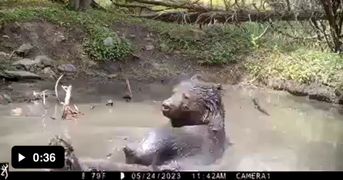 Bear necessities - 9GAG