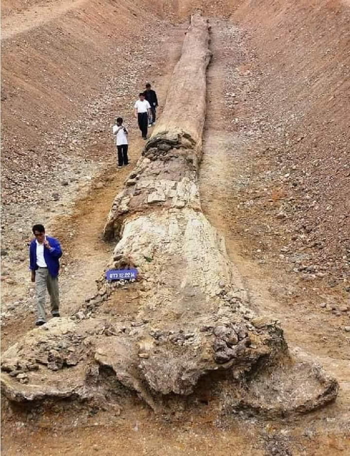 A 120,000 year old Thong Bueng tree, found fossilised in Northern ...