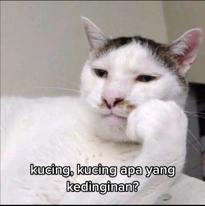Kucing apa hayo - 9GAG
