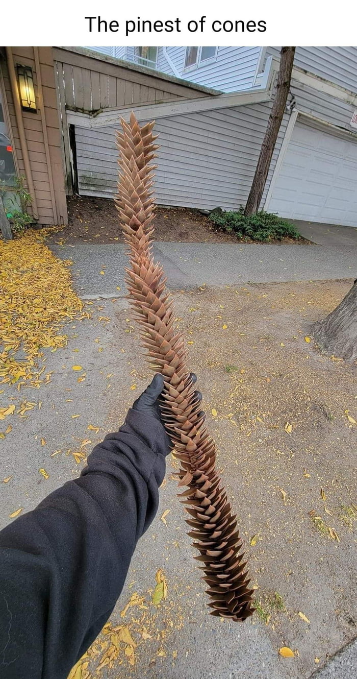 The pinest of cones aka the longest pine cone - 9GAG