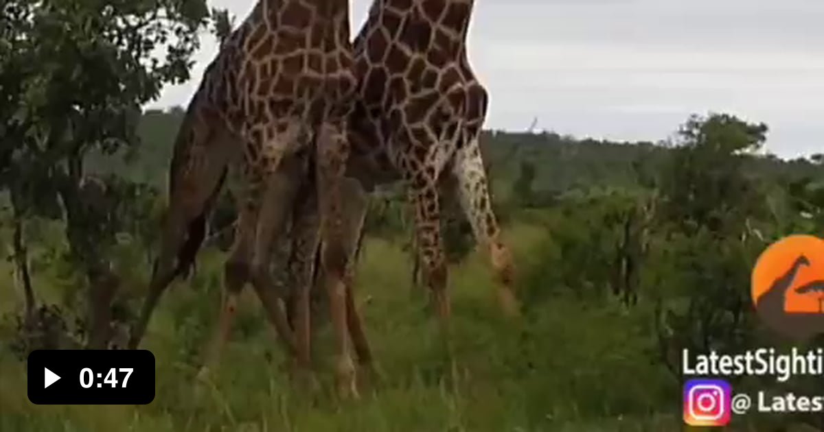 Giraffe battle - 9GAG