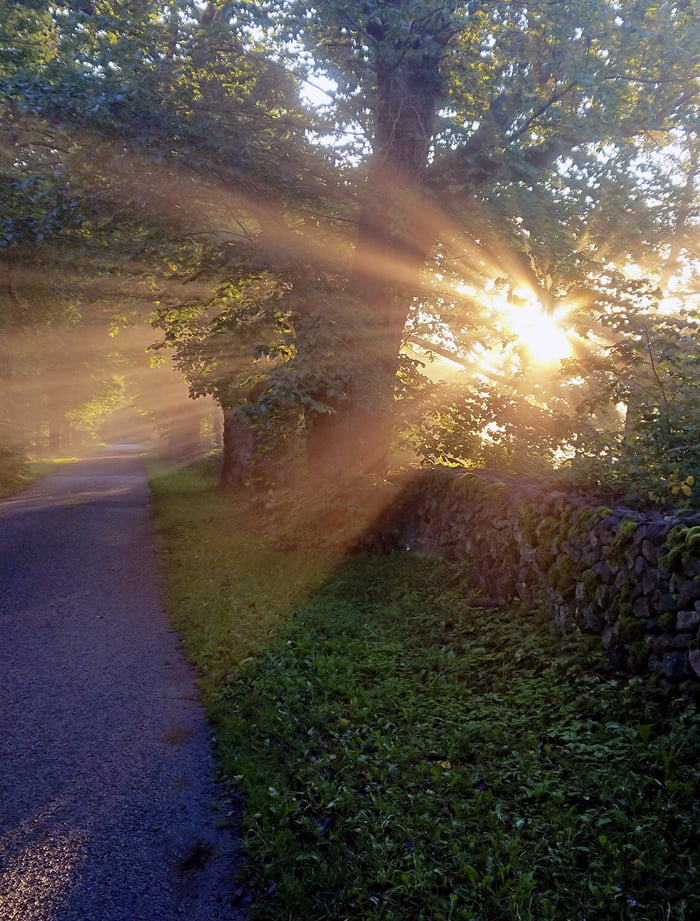 The Japanese have called this morning effect "Komorebi" for thousands ...