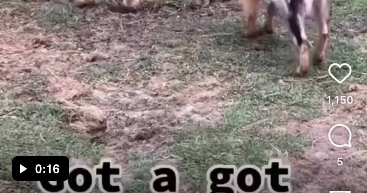 George the goat doesn’t f*ck around when it comes to horses taking his ...