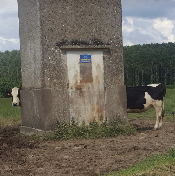 Breeding milk cows is getting way out of hand - 9GAG