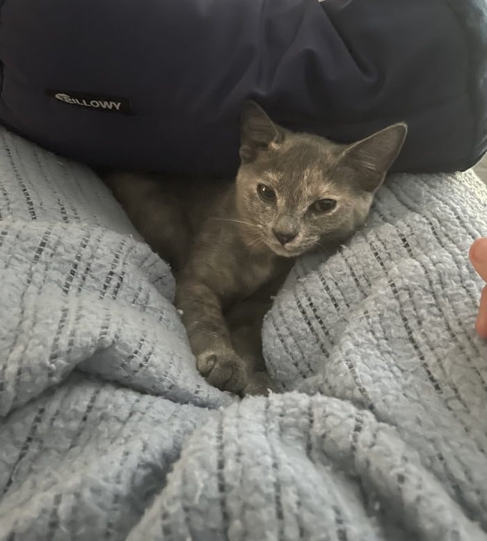 Gentlemen, this is Beans. - 9GAG