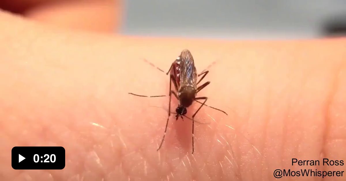 Dr Perran Ross works with mosquitoes, Wolbachia and other endosymbionts ...