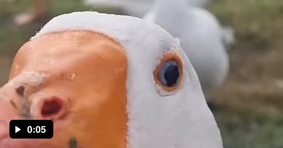 #Pato #viral #animals #Video #gracioso #Risa #chistoso #Funny # ...