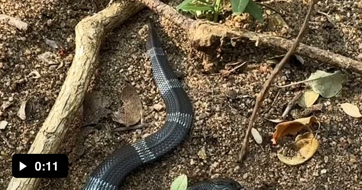 10 fps snake. - 9GAG