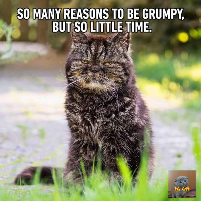 Everyday is grumpy day - 9GAG