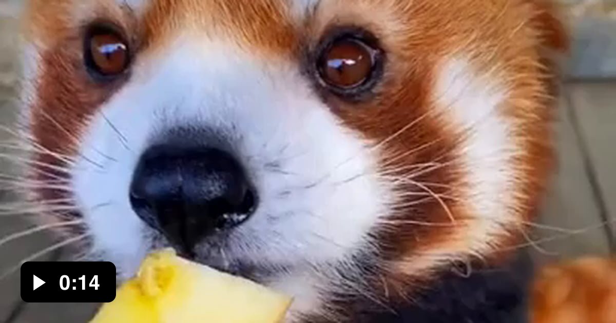 Adorable red panda eating apples - 9GAG