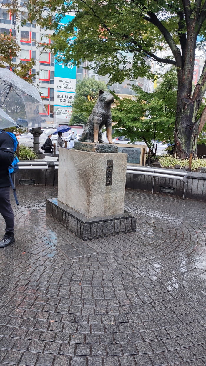 Just saw the best doggo in the world. - 9GAG