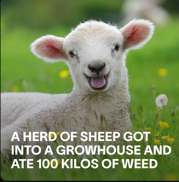 High ass sheep - 9GAG