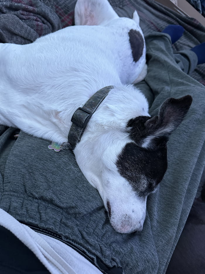 Best pupper boy. Loves to sleep in my lap. - 9GAG