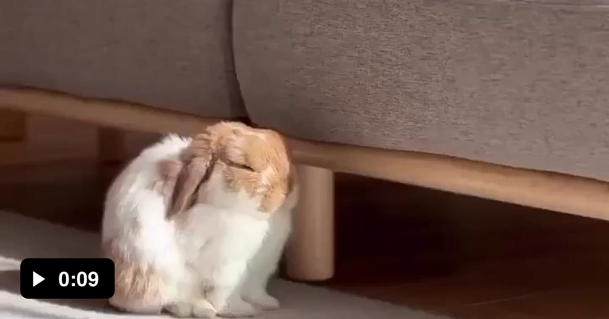 Loaf bunny 🐰 - 9GAG