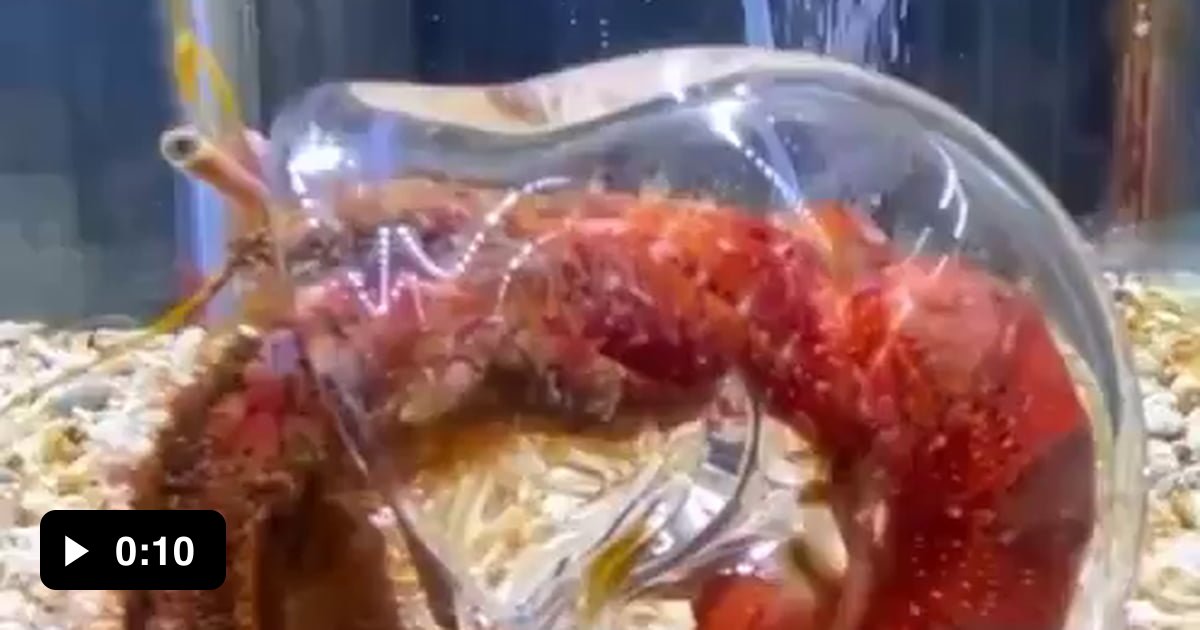 The Hermit Crab has a pair of little claws for butt scratching - 9GAG