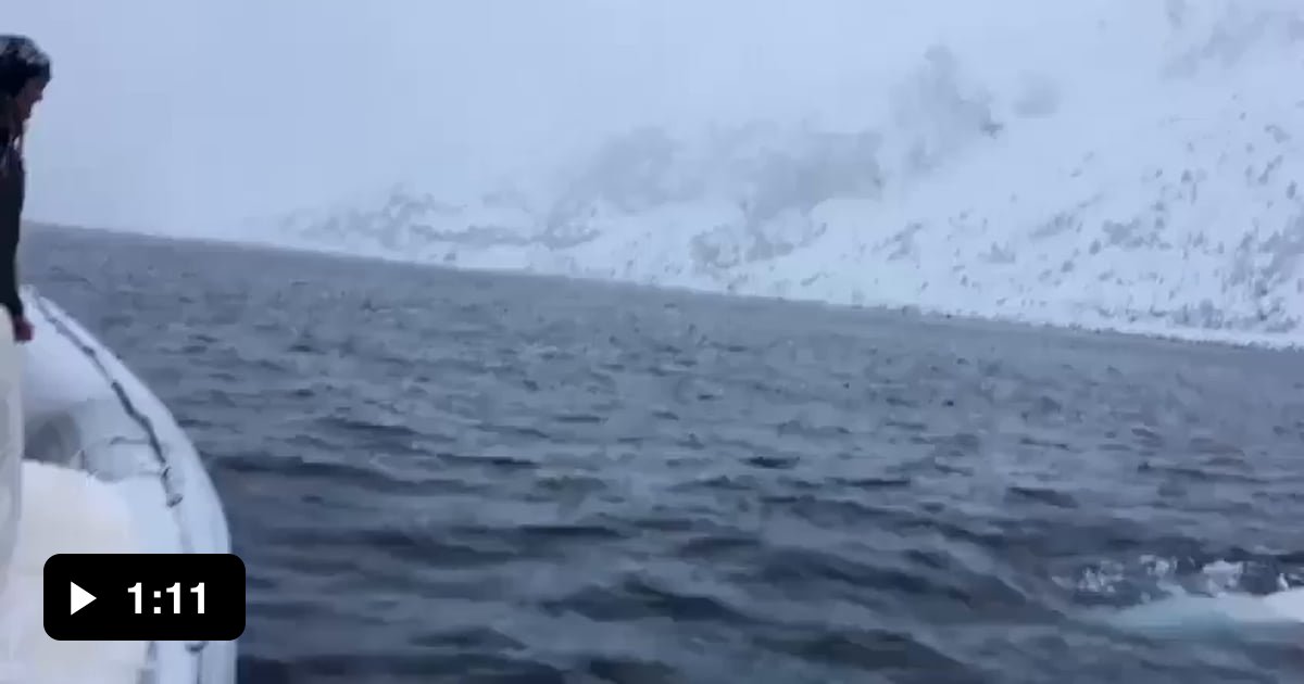 Beluga whale playing fetch - 9GAG